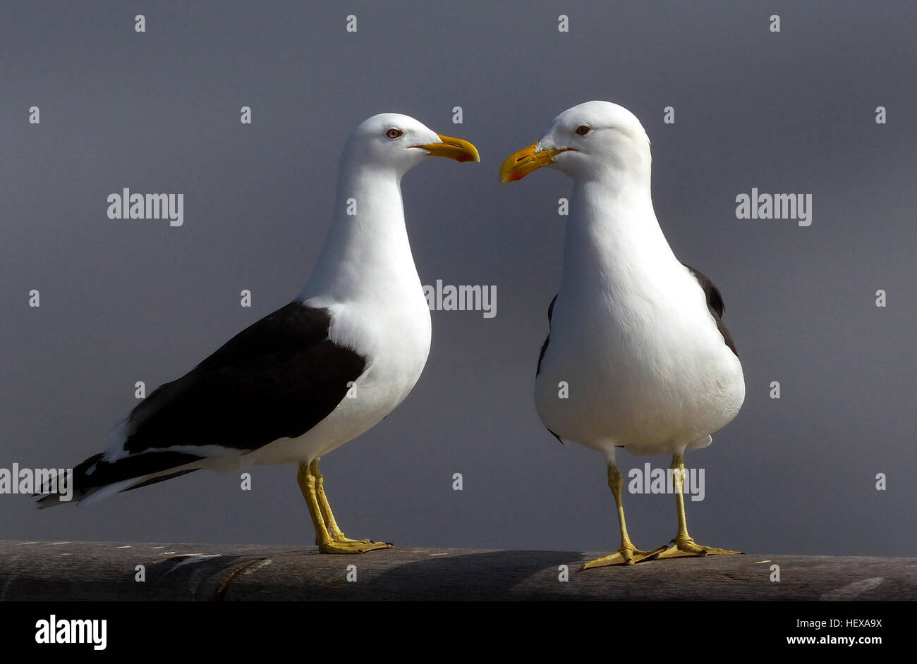 Gulls in their environment hi-res stock photography and images - Alamy