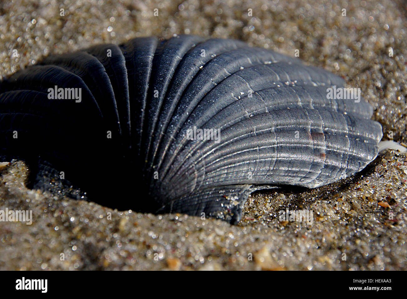 Scallops are marine mollusks known for their delicately fluted, fan ...