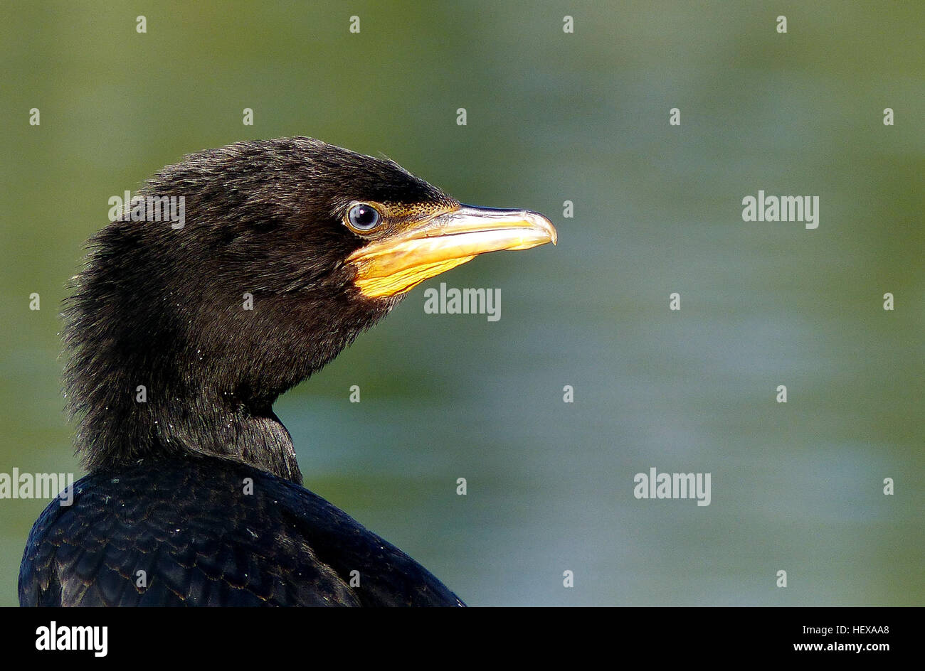 Species categorization hi-res stock photography and images - Alamy