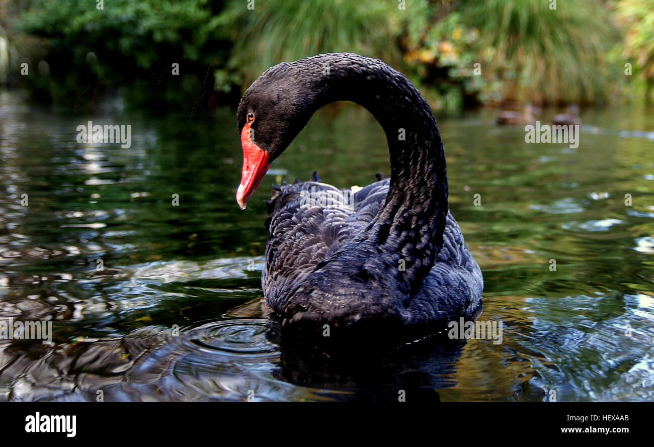 Black grace new zealand hi-res stock photography and images - Alamy