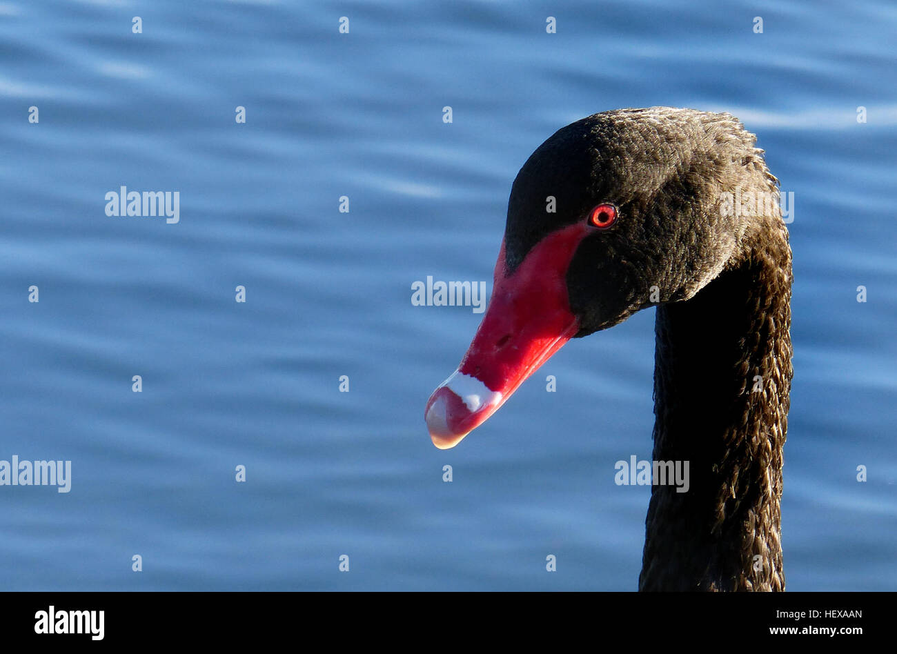 The black swan (Cygnus atratus) is a large waterbird native to ...