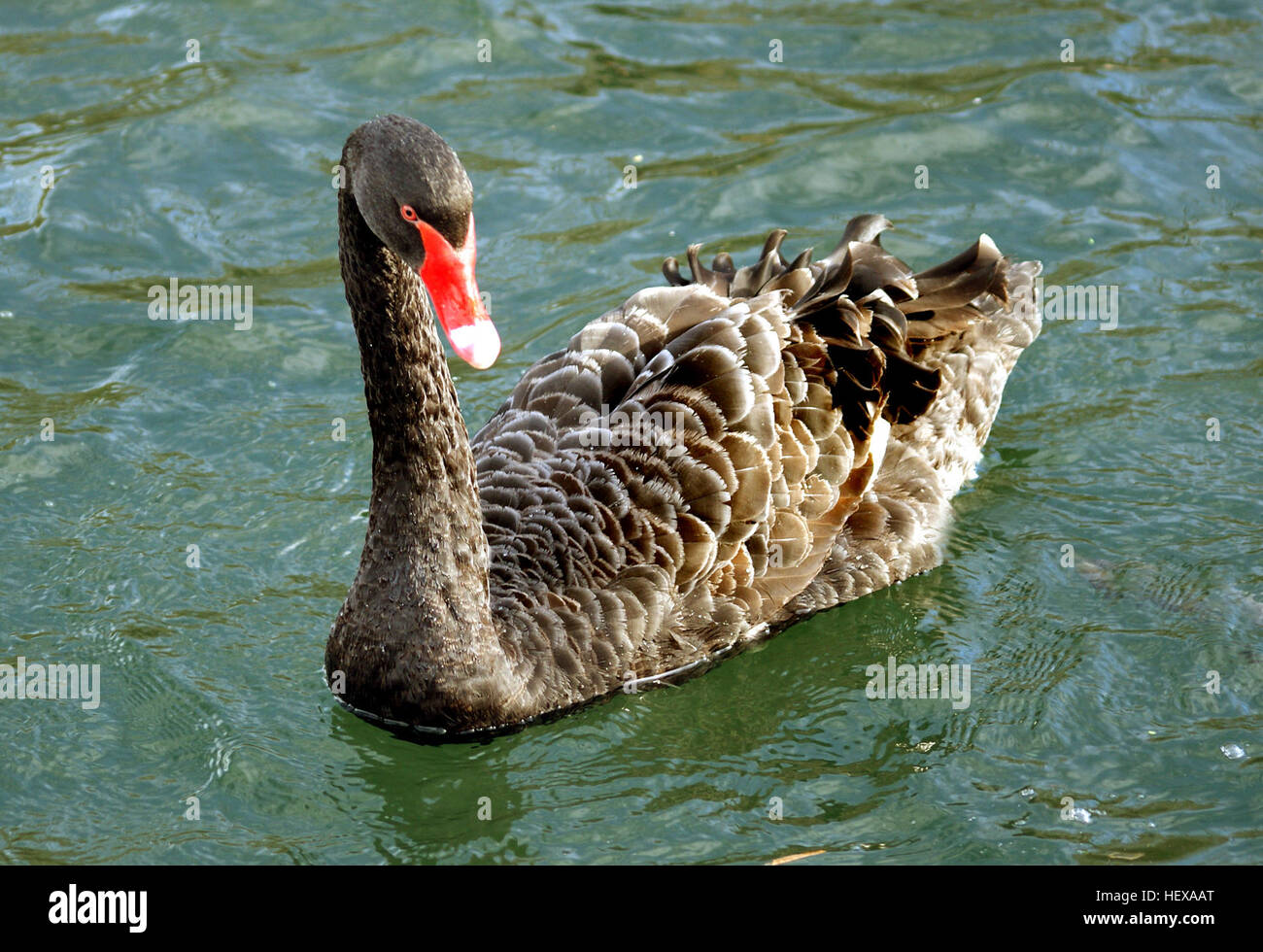 Introduced species hi-res stock photography and images - Alamy
