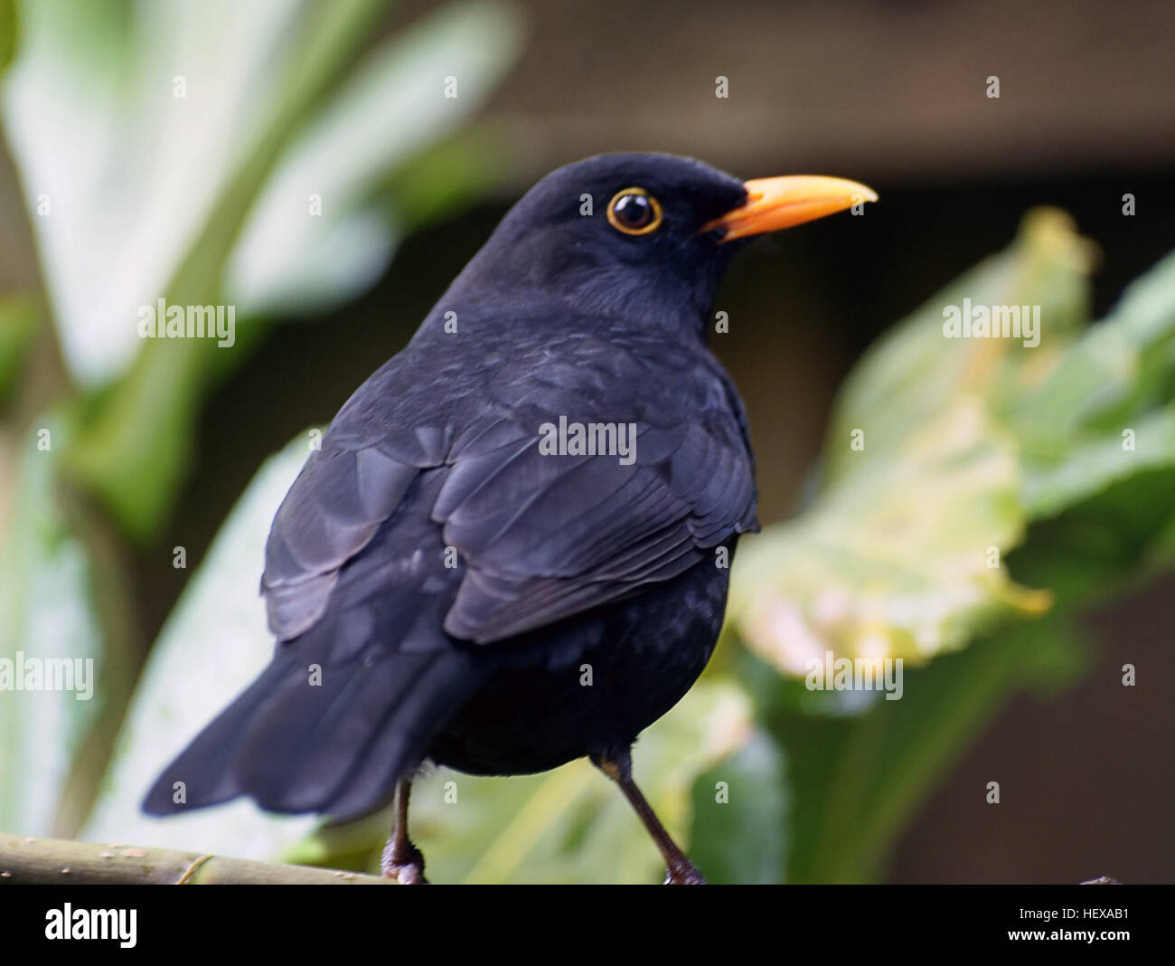 Mexico and falkland islands hi-res stock photography and images - Alamy
