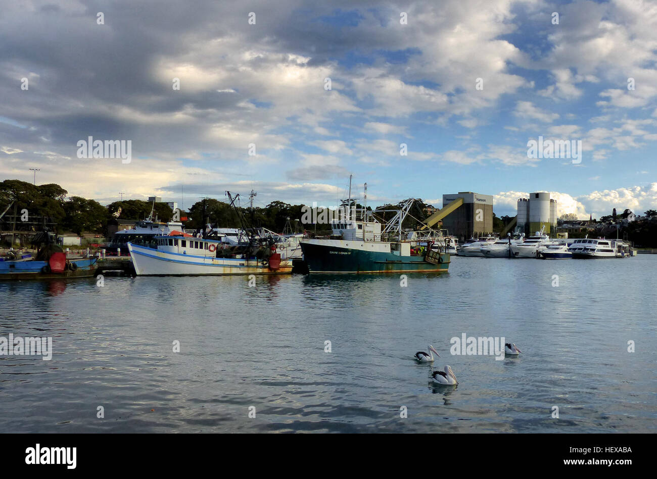 Sydney blackwattle bay hi-res stock photography and images - Alamy