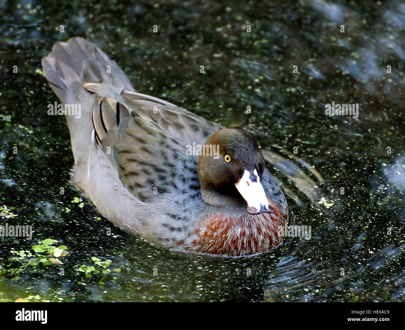 The Blue Duck, endemic to New Zealand, is a rare species that breeds in ...