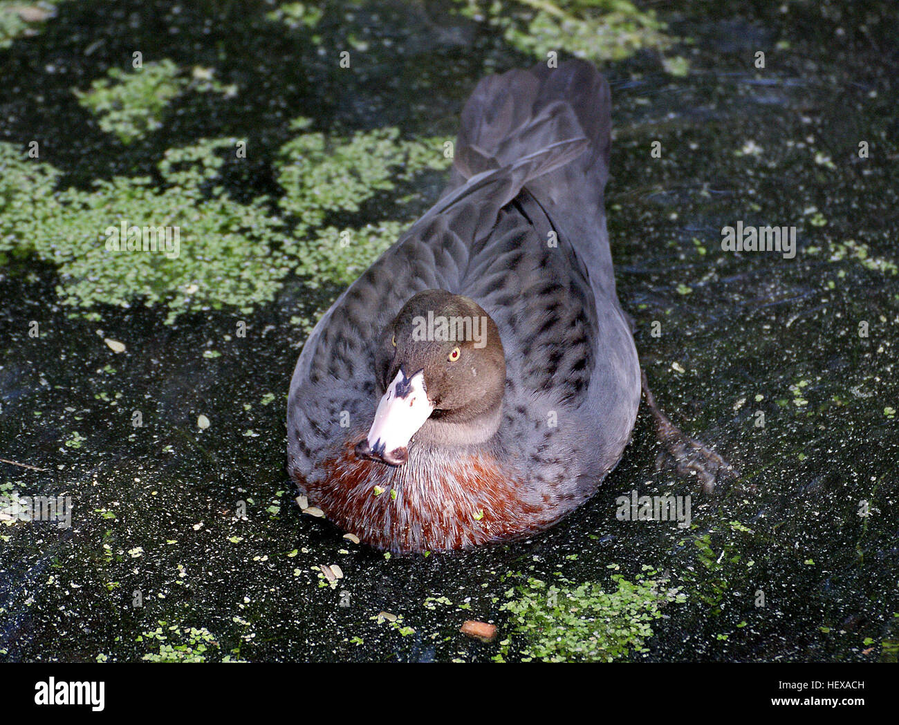 Blue duck whio in hi-res stock photography and images - Alamy