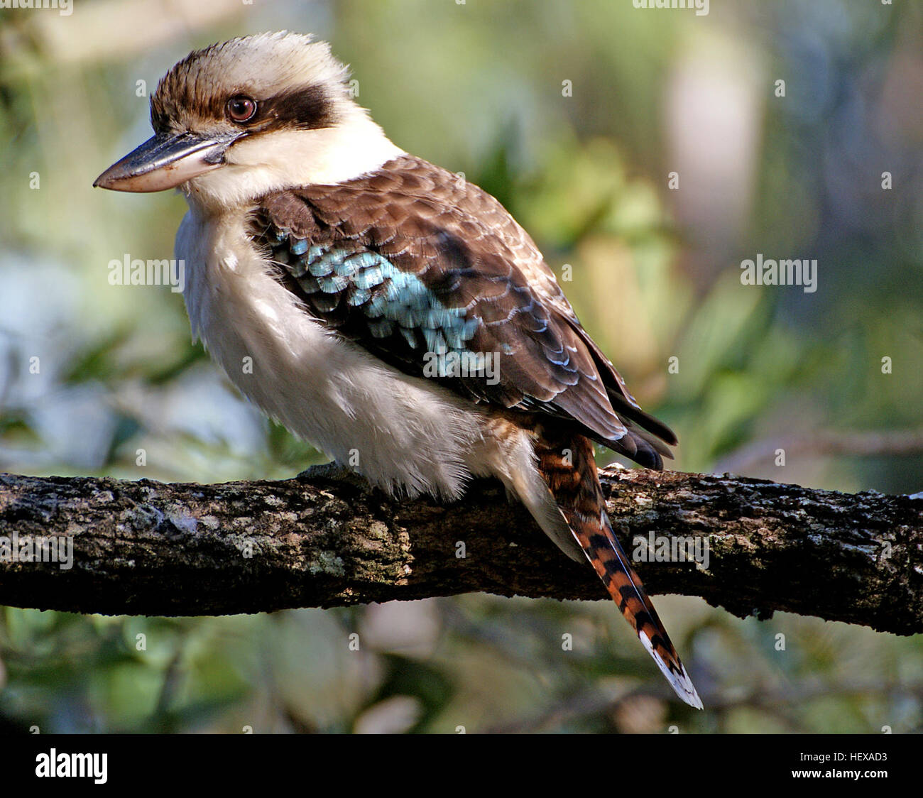 Blue winged kookaburras hi-res stock photography and images - Alamy