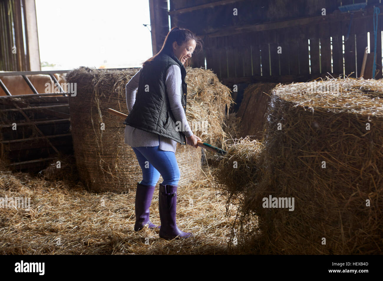 Woman in barn shovelling hay Stock Photo - Alamy
