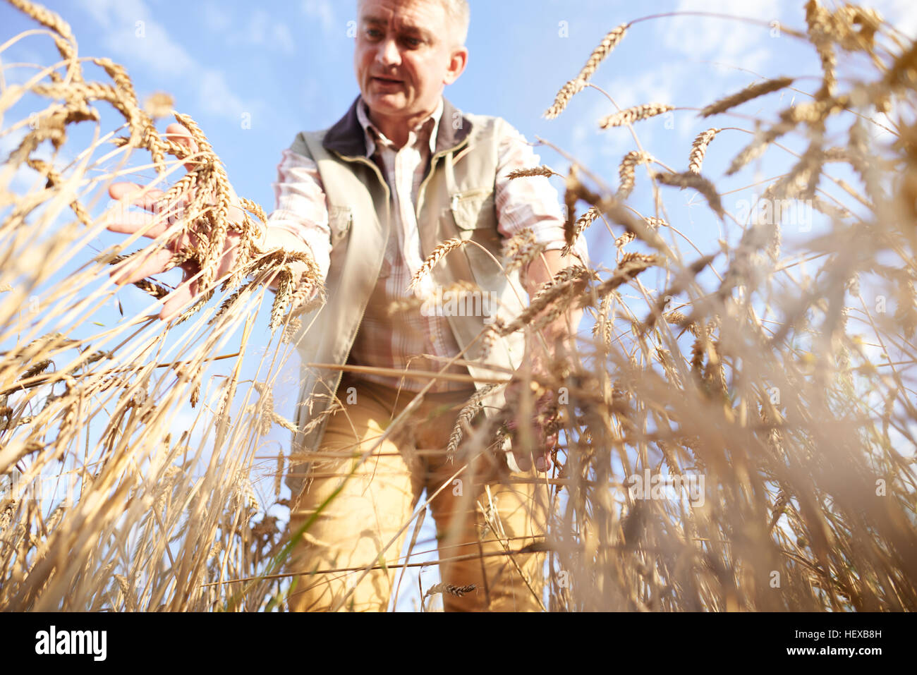 Farmer in wheat field quality checking wheat Stock Photo - Alamy