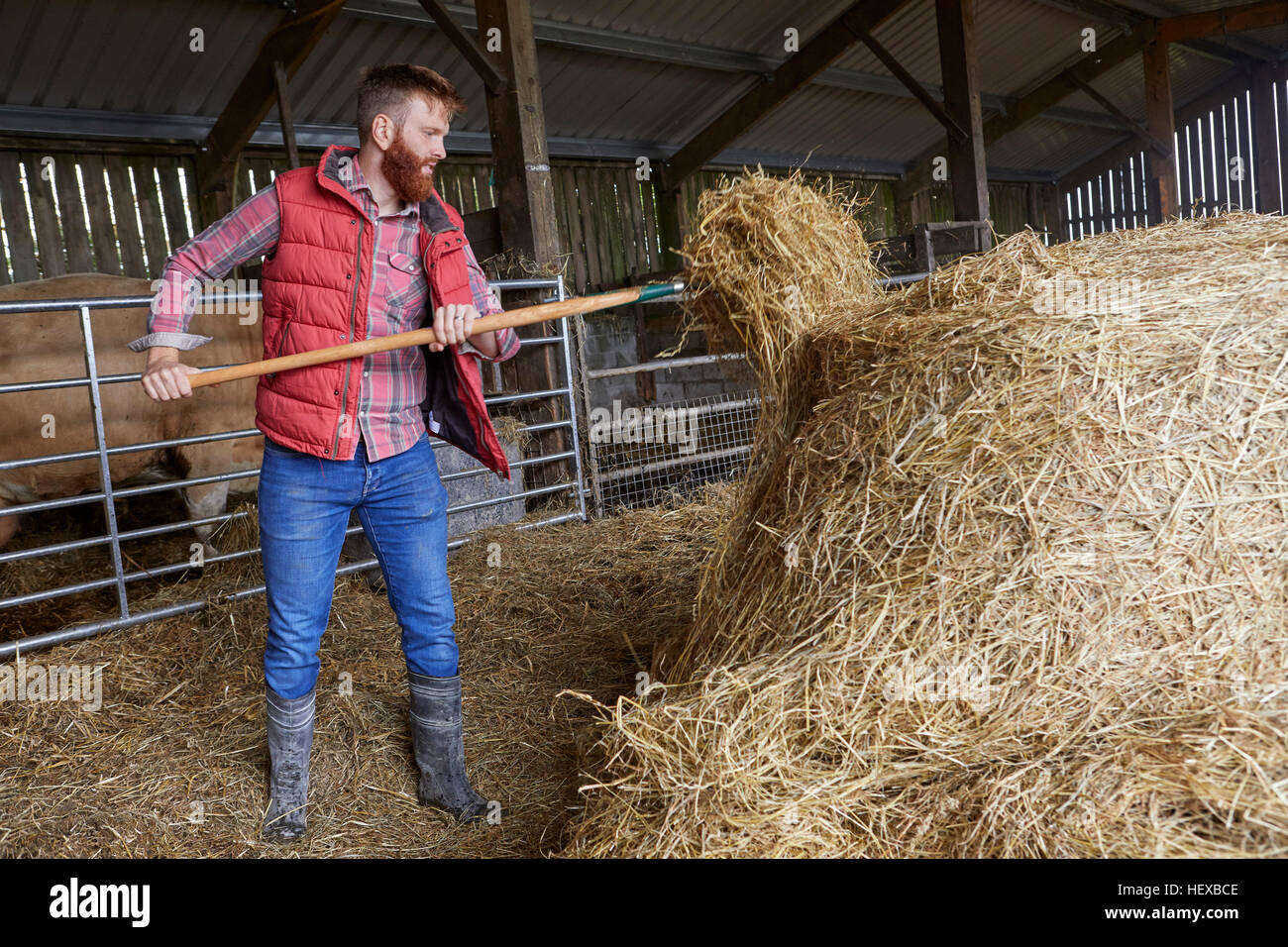 Man shoveling hay hi-res stock photography and images - Alamy