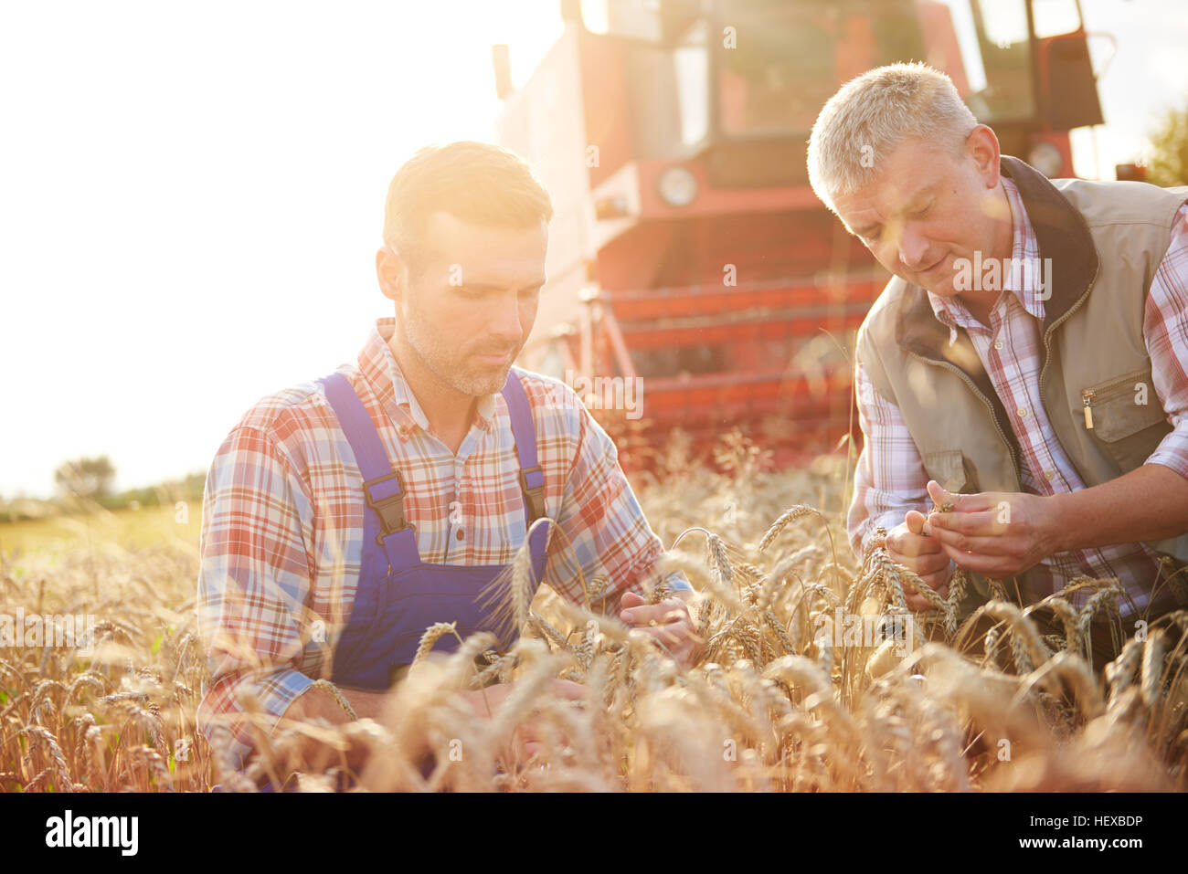 Farmers in wheat field quality checking wheat Stock Photo - Alamy
