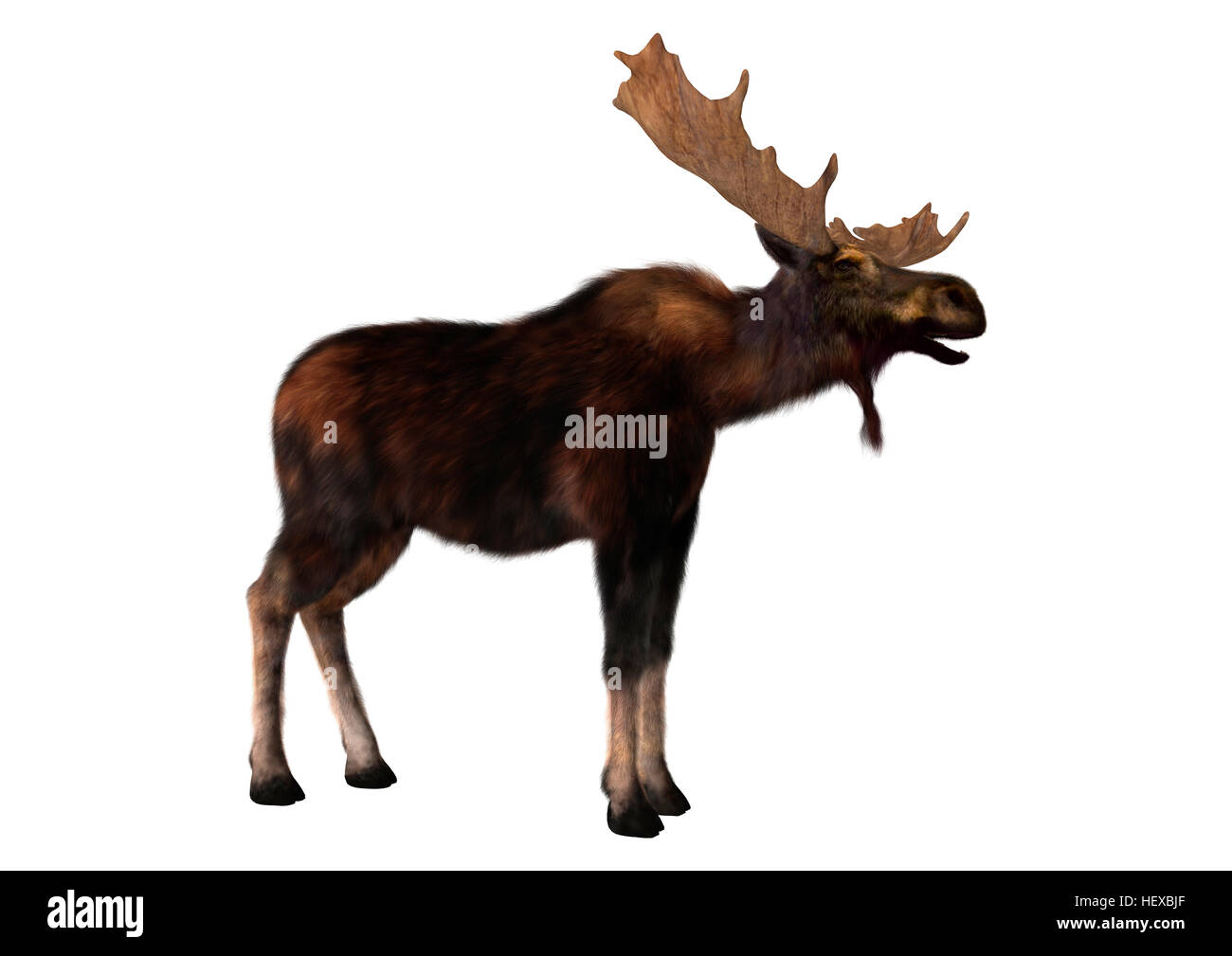 3D rendering of a male moose isolated on white background Stock Photo ...