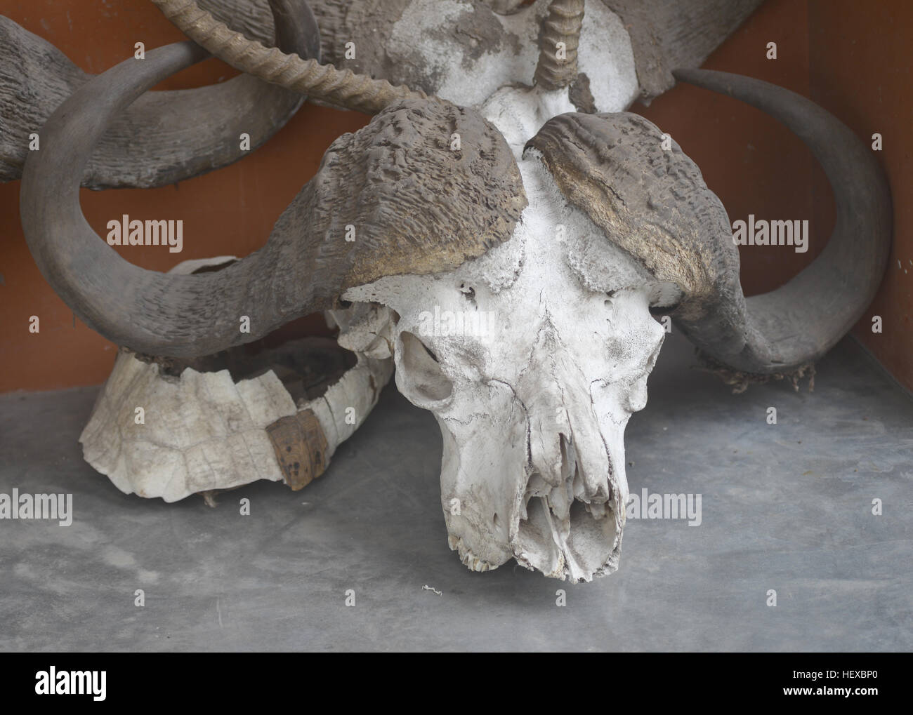 Buffalo skull hi-res stock photography and images - Alamy