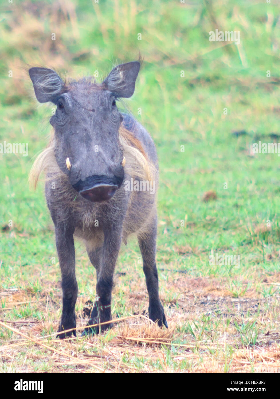 Old warthog hi-res stock photography and images - Alamy