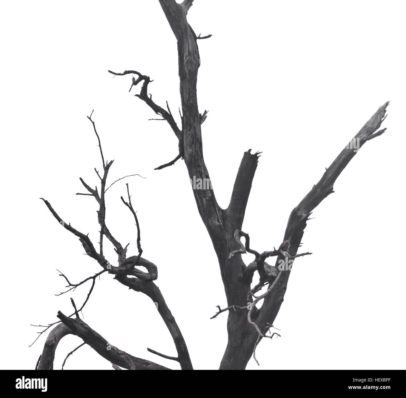 dry tree isolated on white background Stock Photo - Alamy