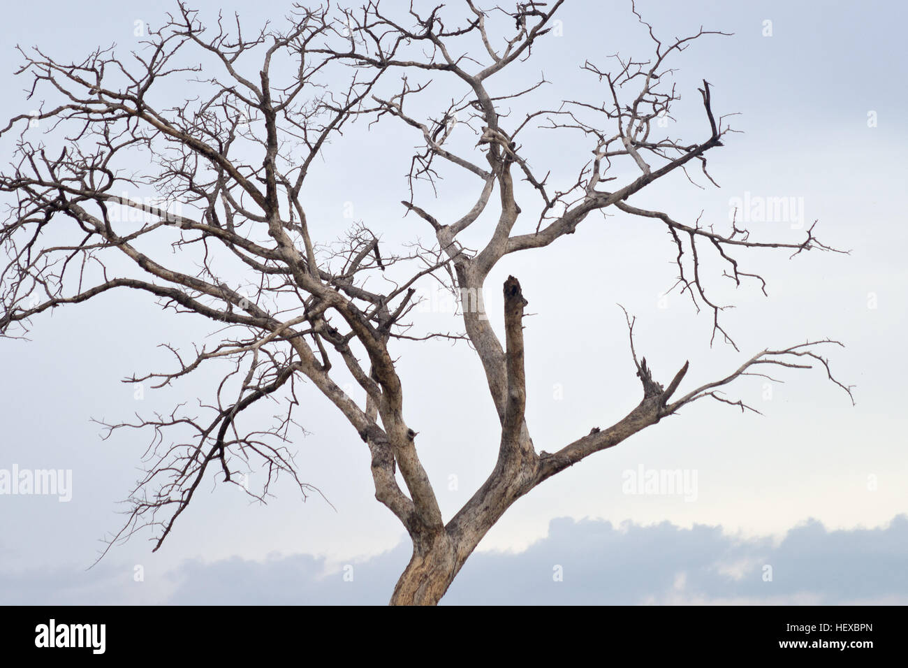 Blue sky tree roots hi-res stock photography and images - Alamy