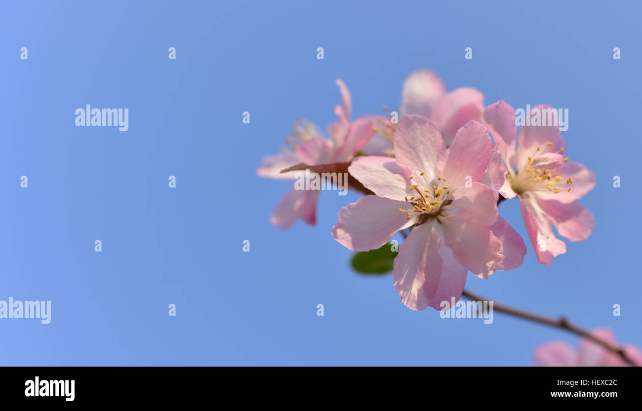 Pink flowers with blue sky background Stock Photo - Alamy
