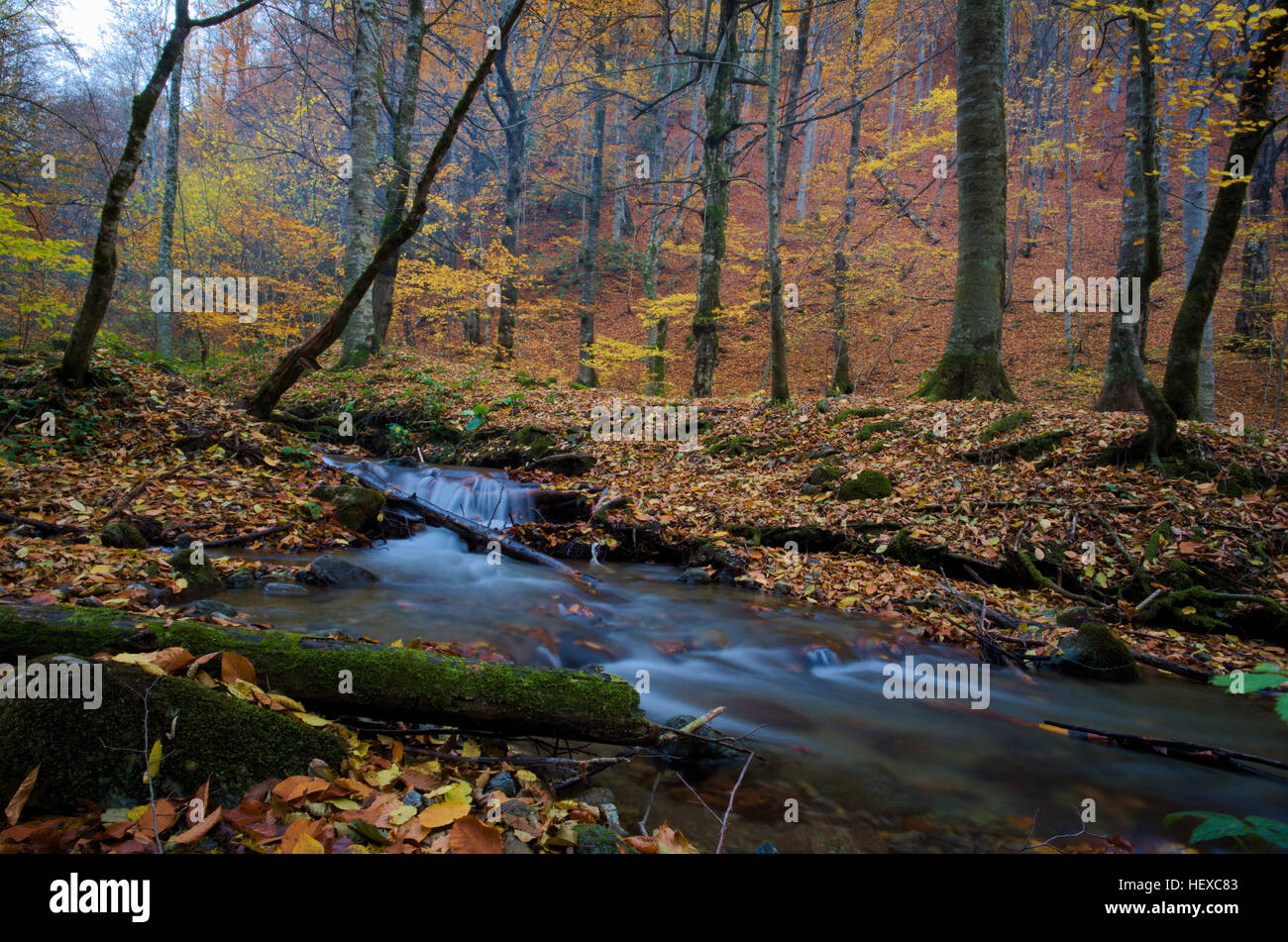 river flow in to the forest. long exposure Stock Photo - Alamy
