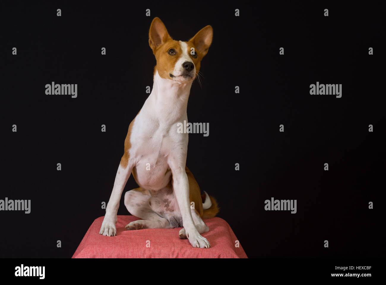 Dog on stool hi-res stock photography and images - Alamy