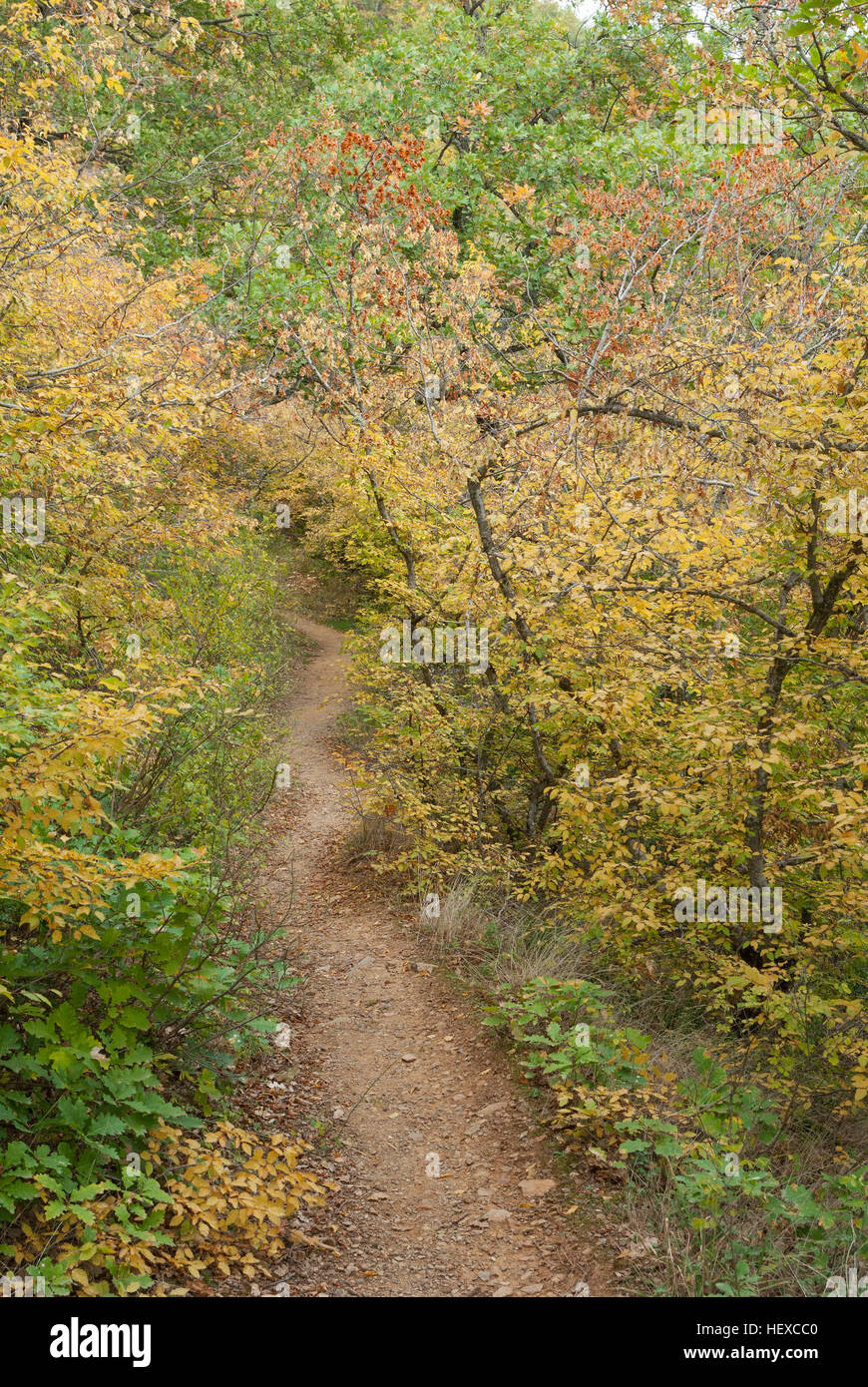 Rocky path in mountain forest at fall season in Crimean peninsula Stock ...