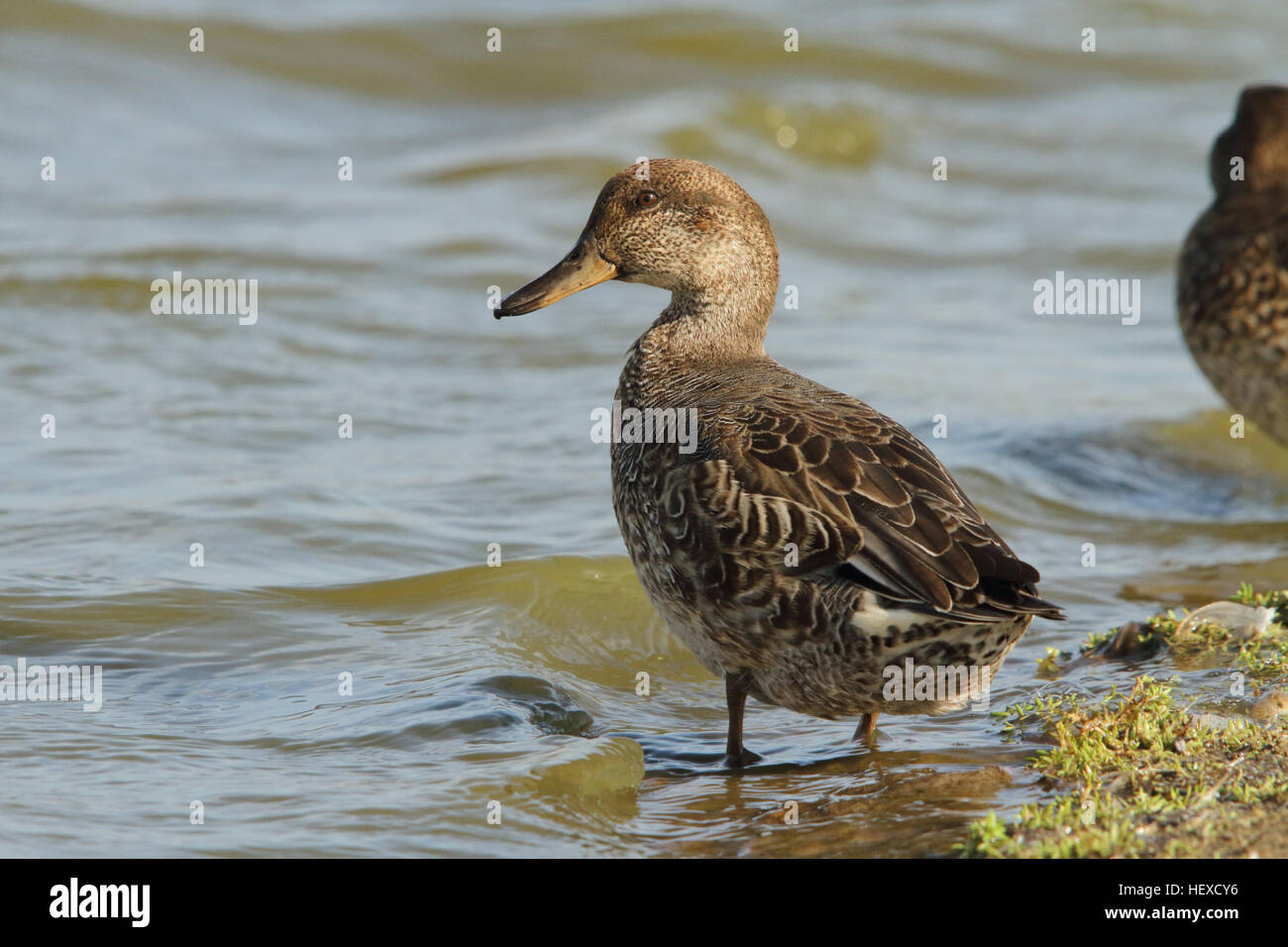 Female teal hi-res stock photography and images - Alamy