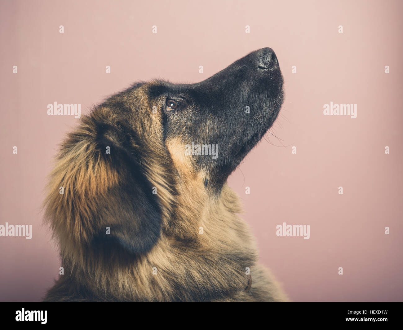 Friendly leonberger hi-res stock photography and images - Alamy