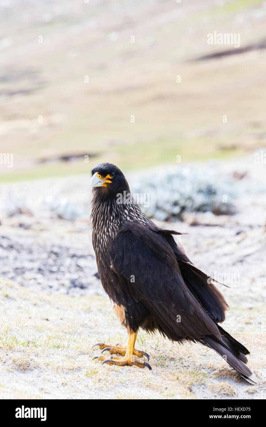 Johnny rook birds falklands hi-res stock photography and images - Alamy