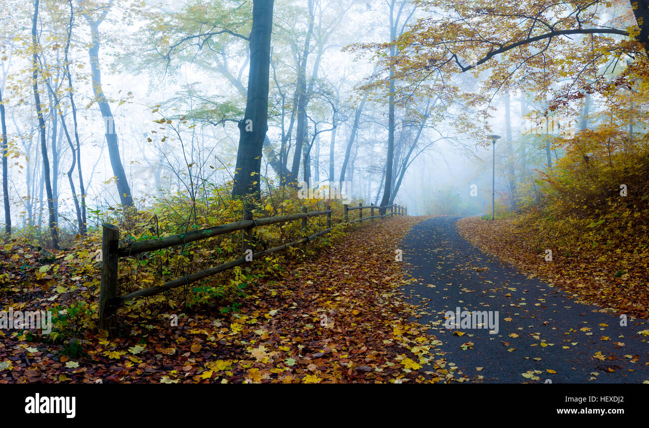 Autumn leaves on a path in the woods Stock Photo - Alamy