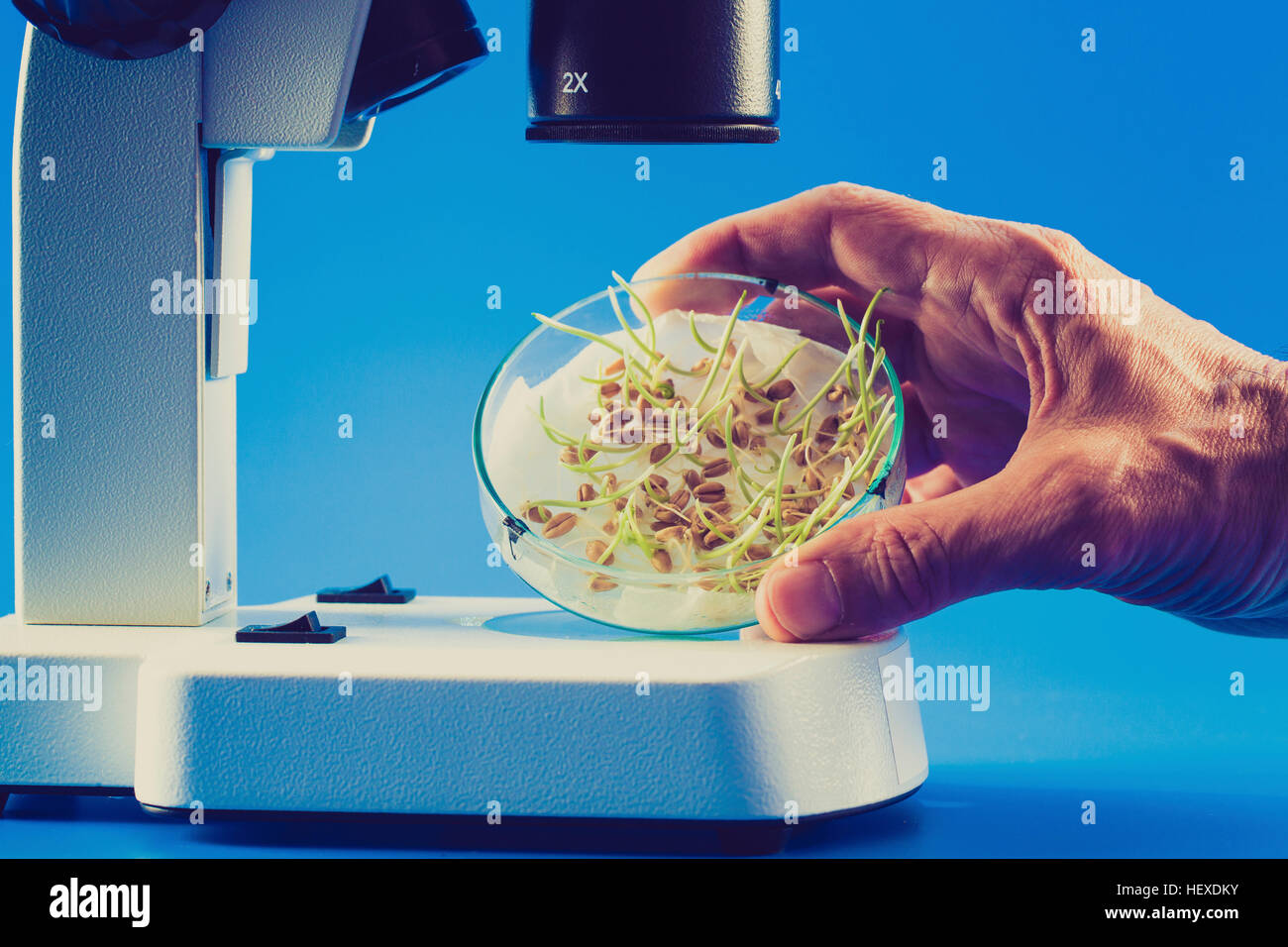 Seeds sprouting in a petri dish under a microscope Stock Photo - Alamy