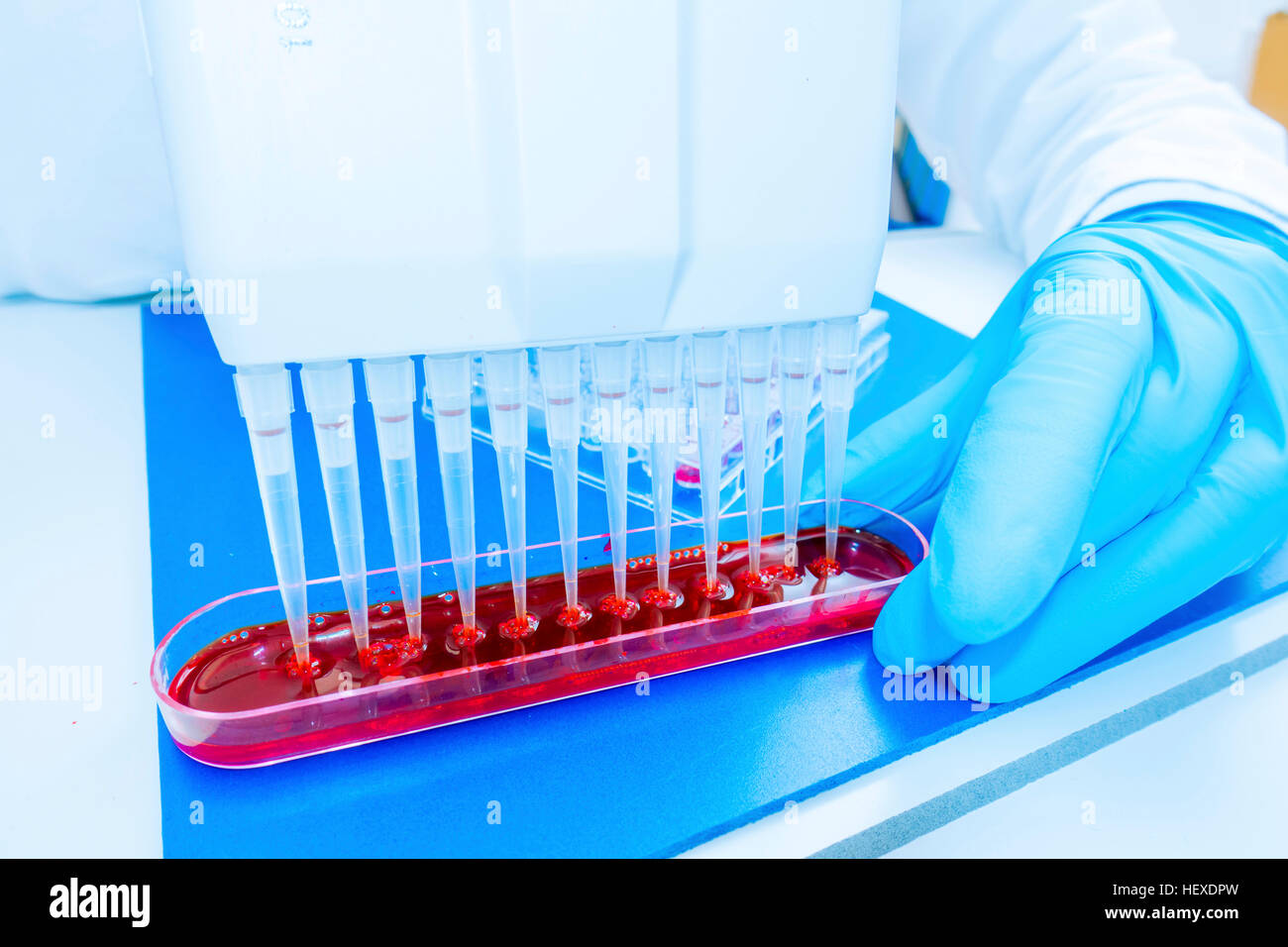 Microbiologist using micropipettes Stock Photo - Alamy