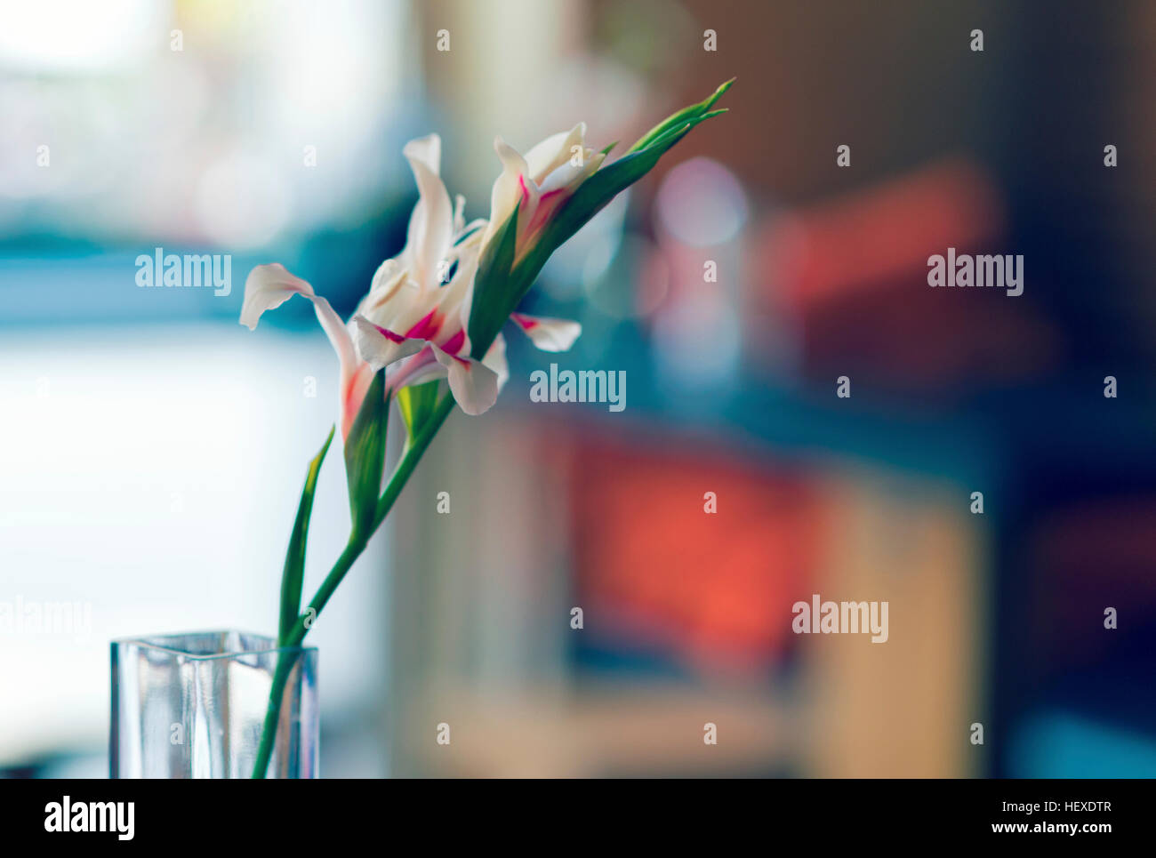 Flower in vase, close up Stock Photo - Alamy