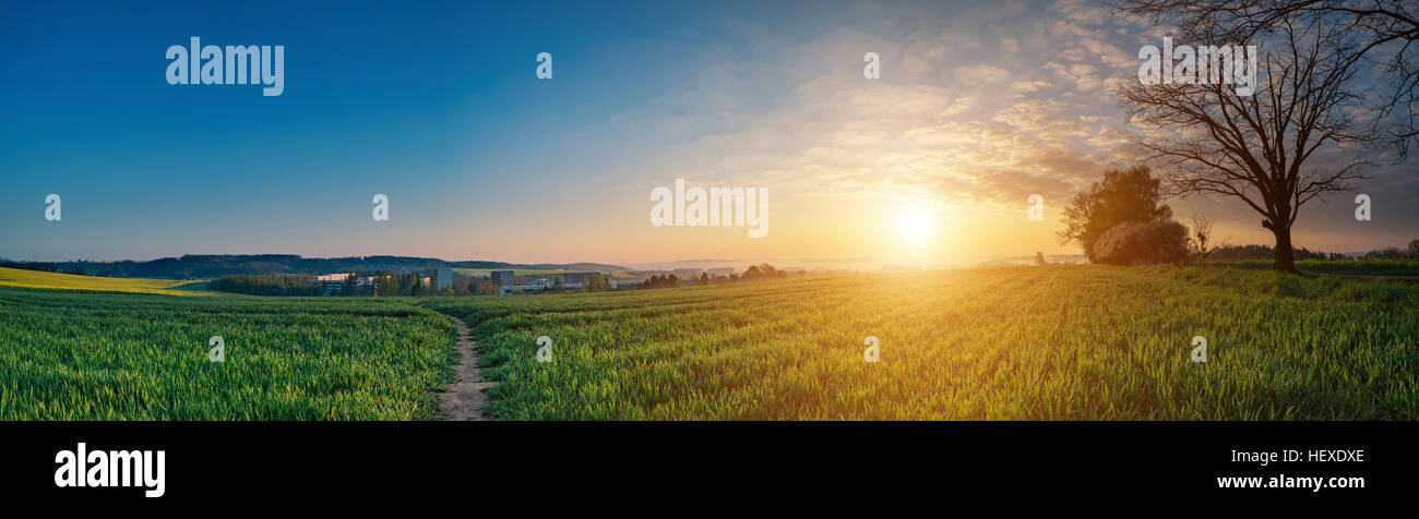 Field at sunset, panoramic Stock Photo - Alamy