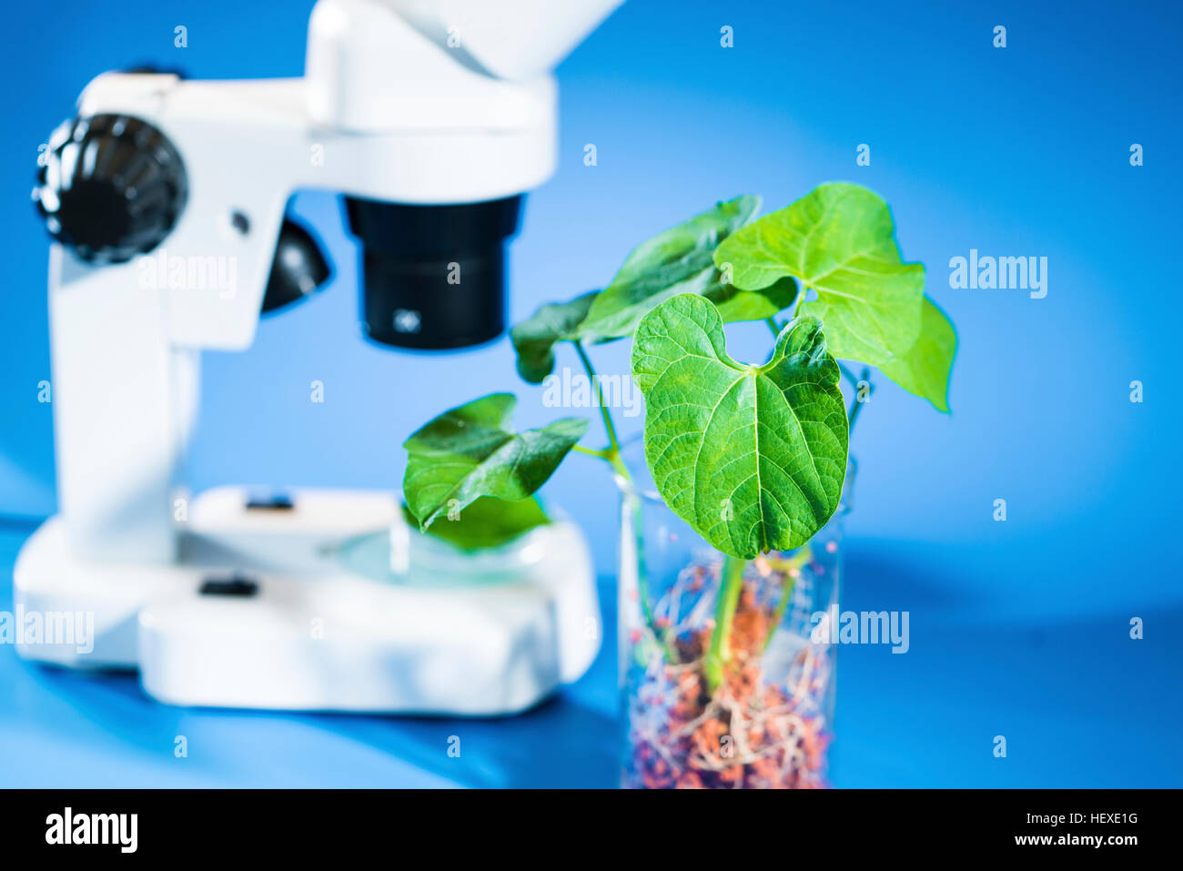 Plants in beaker with a microscope hi-res stock photography and images ...