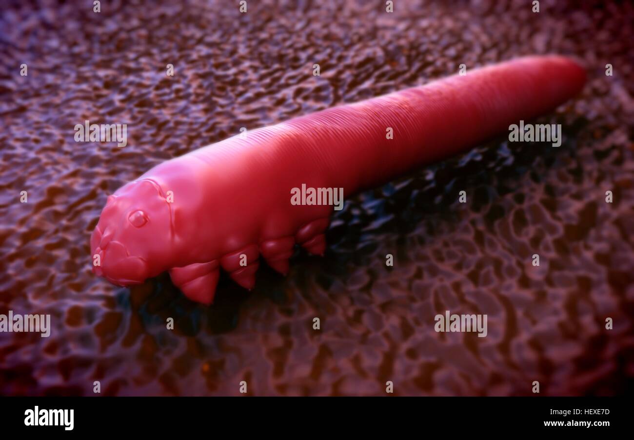 Eyelash mite, illustration Stock Photo - Alamy