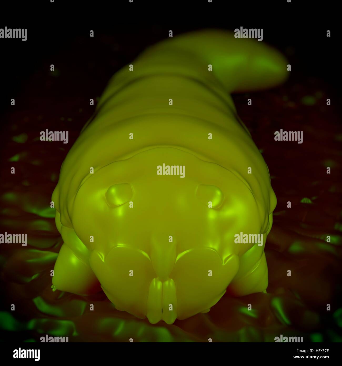 Eyelash mite hi-res stock photography and images - Alamy