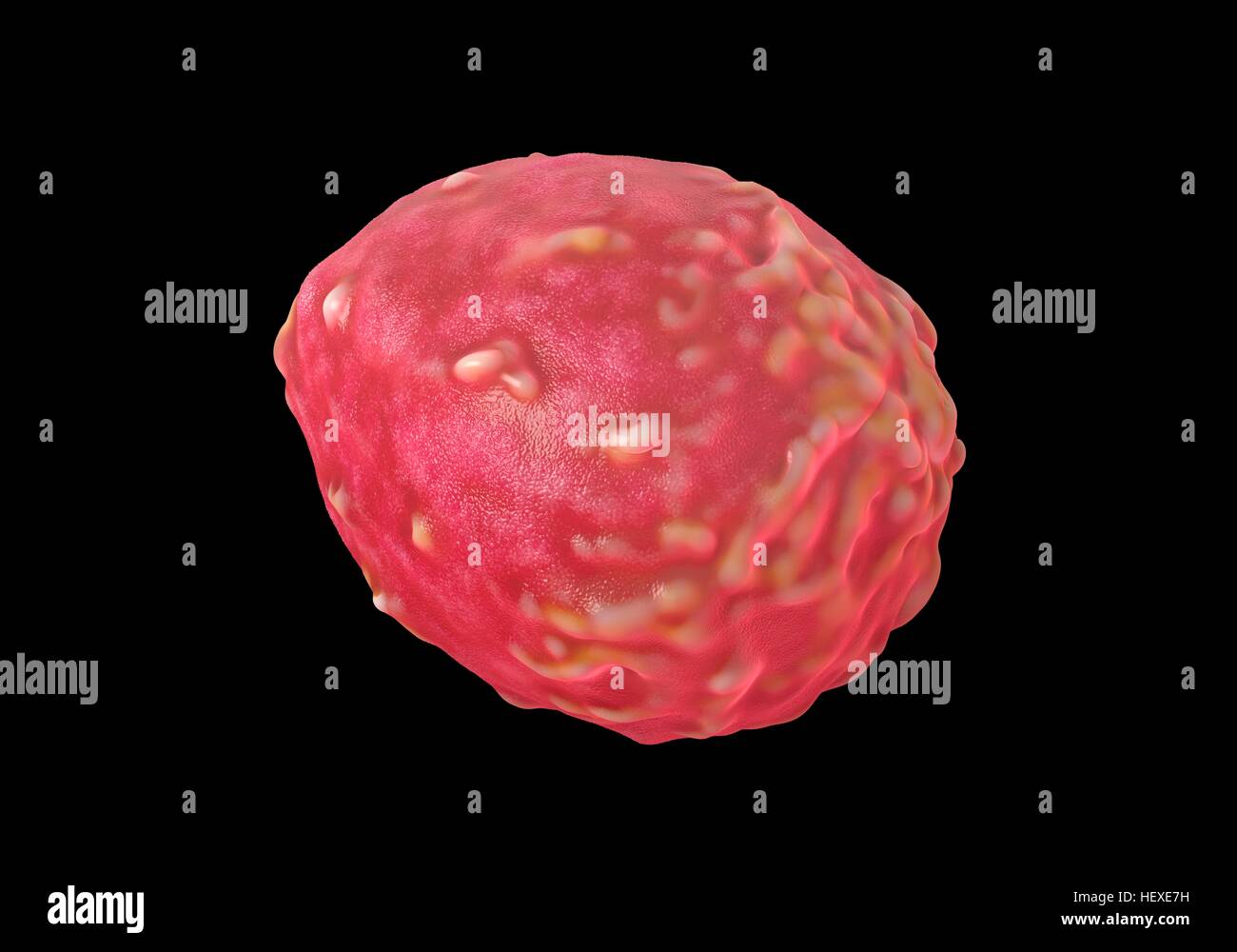 Human monocyte, illustration Stock Photo - Alamy