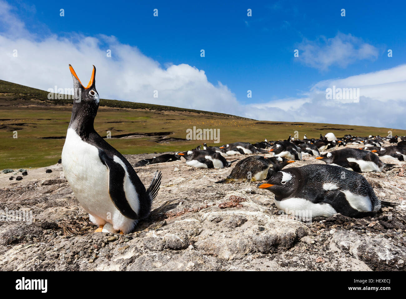 The Falklands Islands High Resolution Stock Photography and Images - Alamy