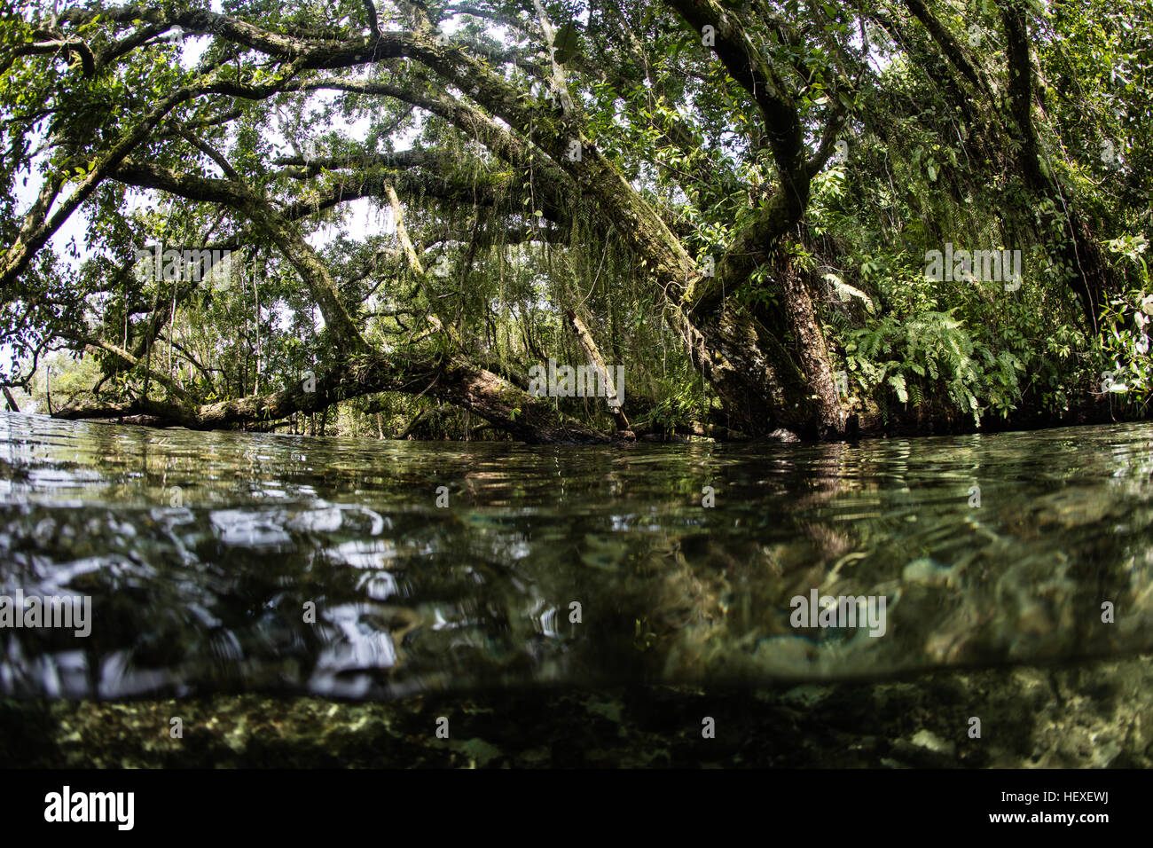 In the Solomon Islands a dense and beautiful jungle, growing on the ...