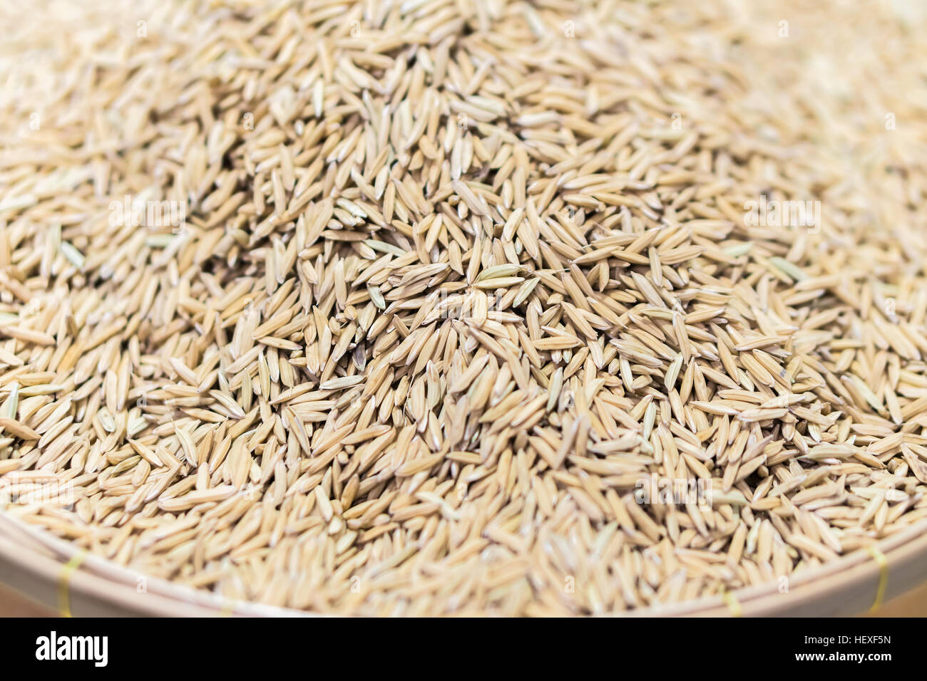 Paddy jasmine rice texture for background and wallpaper in gold color ...