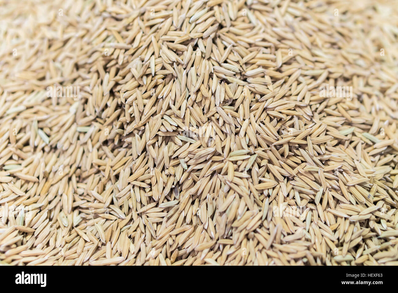 Paddy jasmine rice texture for background and wallpaper in gold color ...