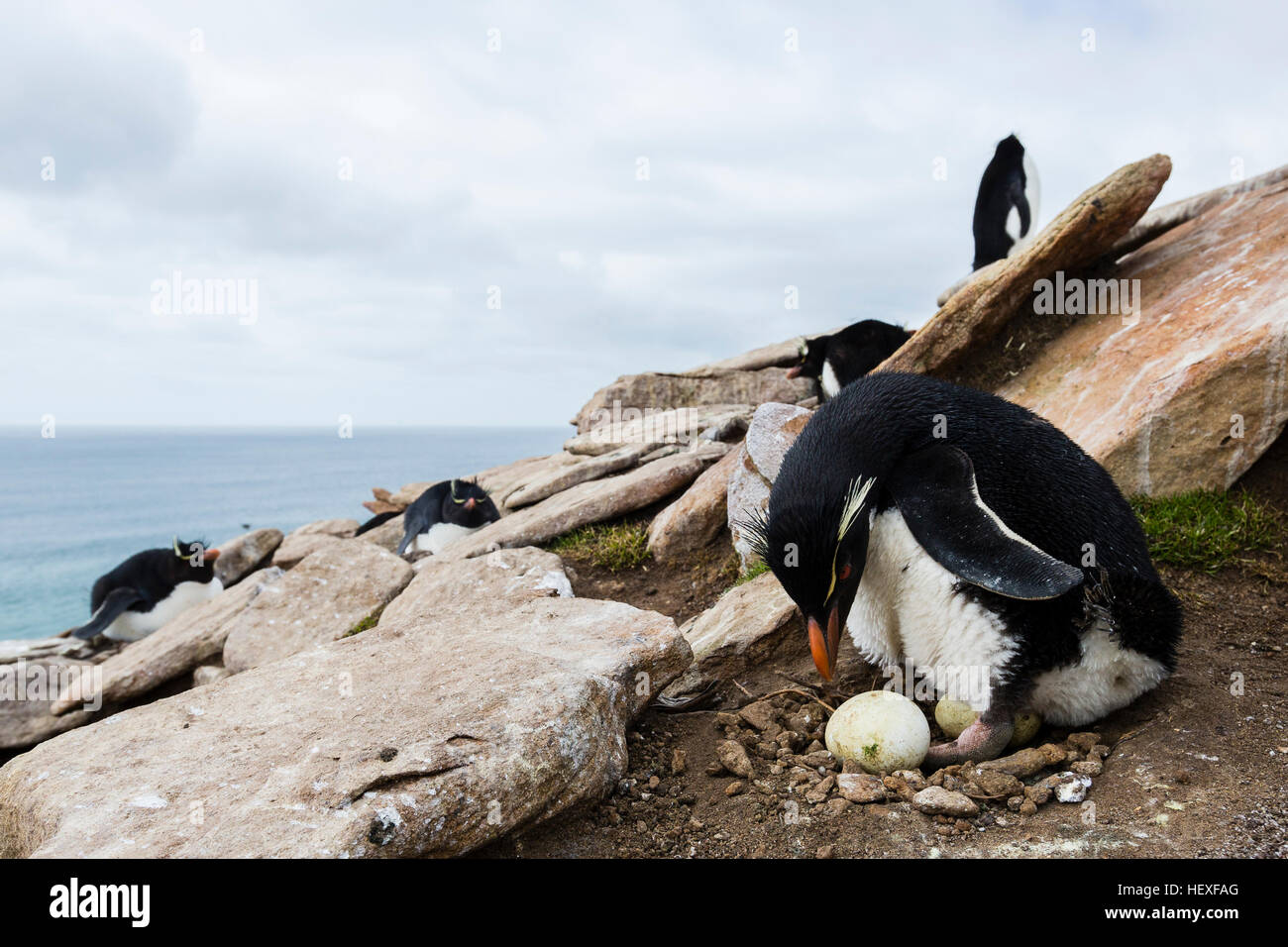 Rockhopper Penguin on Saunders Island in the Falklands Stock Photo - Alamy