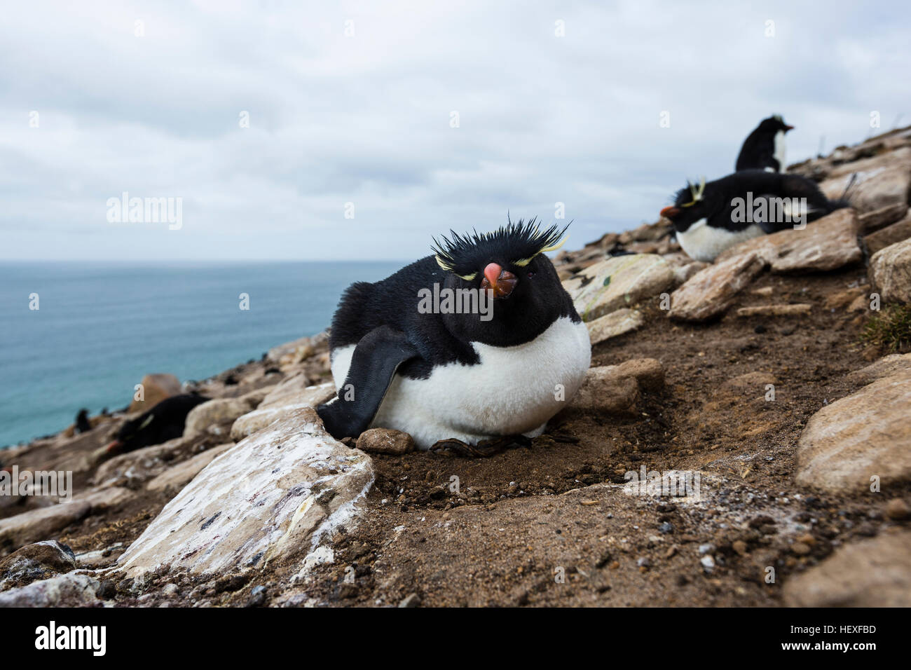 Rockhopper Penguin on Saunders Island in the Falklands Stock Photo - Alamy