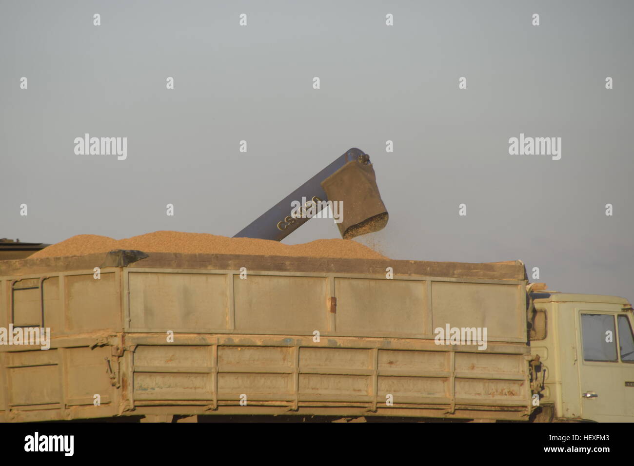 Combine pours grain into a truck. Rice harvest Stock Photo - Alamy
