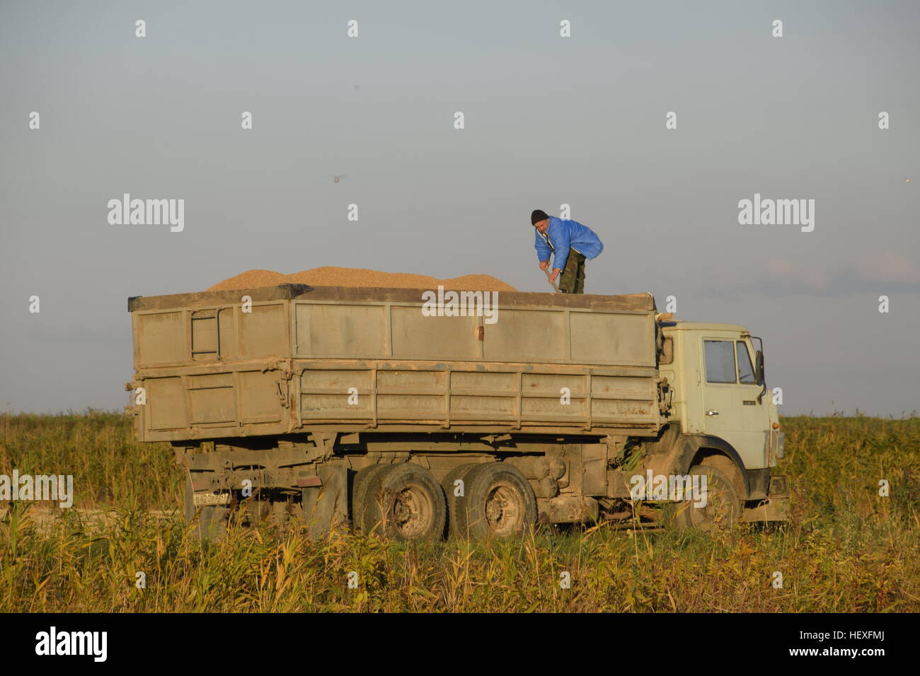 Harvester combine pours grain tractor hi-res stock photography and ...