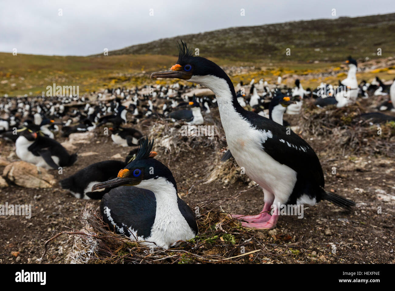King Cormorant on Saunders Island, Falklands Stock Photo - Alamy