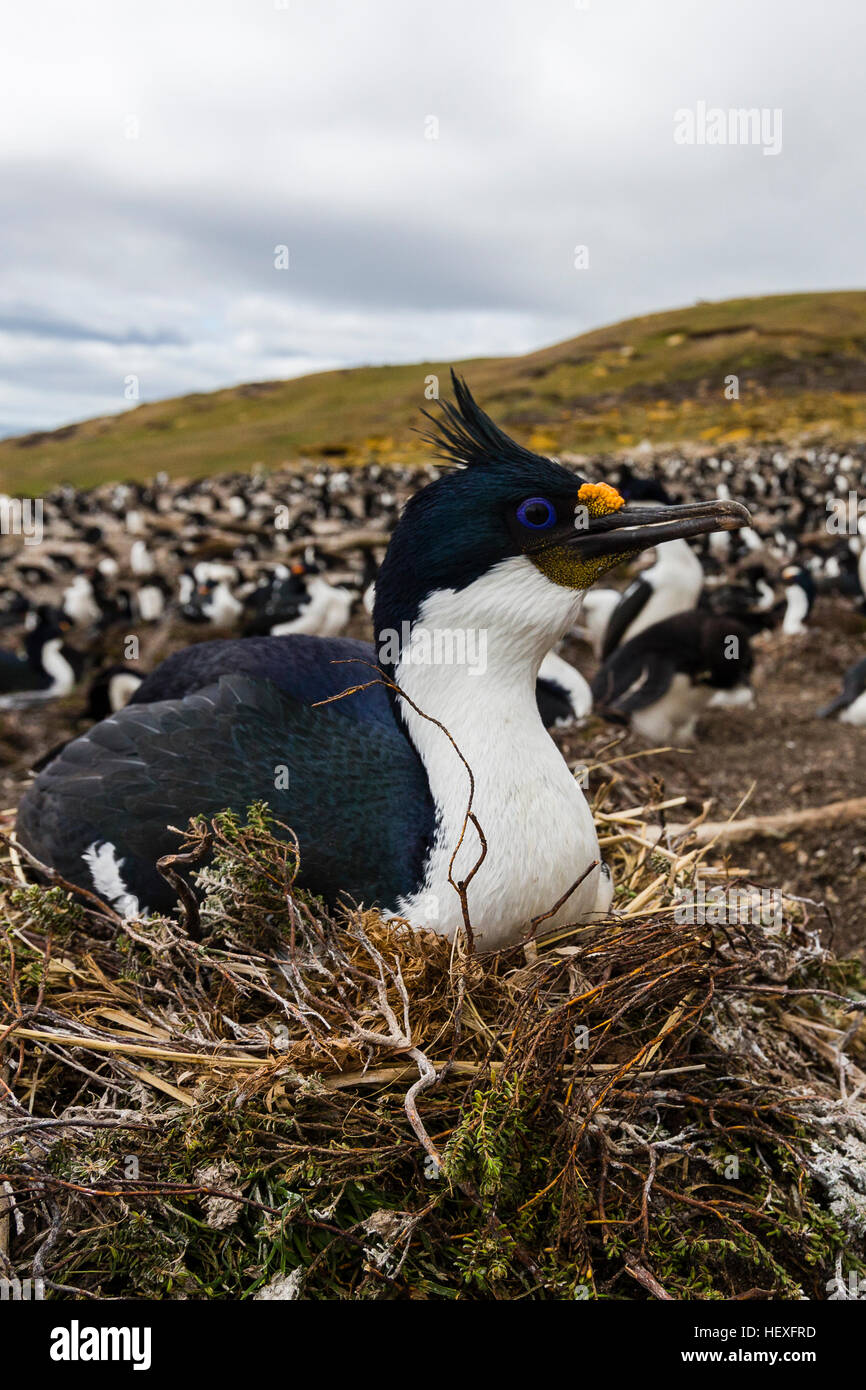 King Cormorant on Saunders Island, Falklands Stock Photo - Alamy