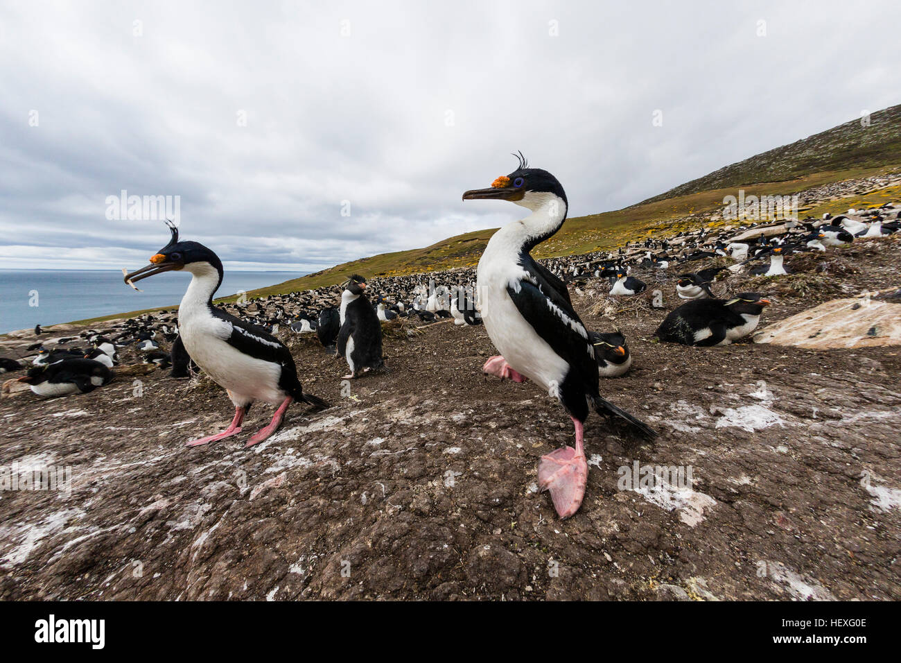 King Cormorant on Saunders Island, Falklands Stock Photo - Alamy