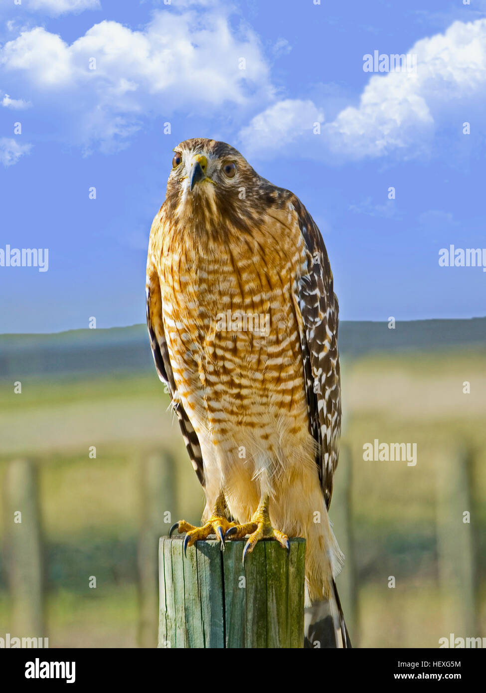 Beautiful hawk sitting on the fencepost of a pasture, watching his ...