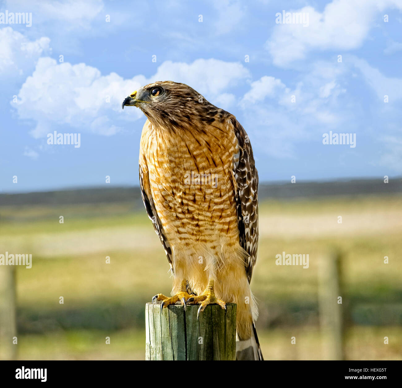 A beautiful hawk sitting on a fence post looking for prey Stock Photo ...