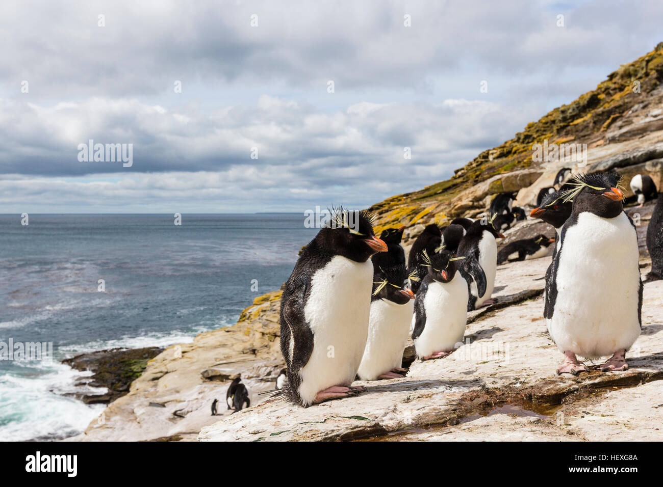 Rockhopper Penguin on Saunders Island in the Falklands Stock Photo - Alamy